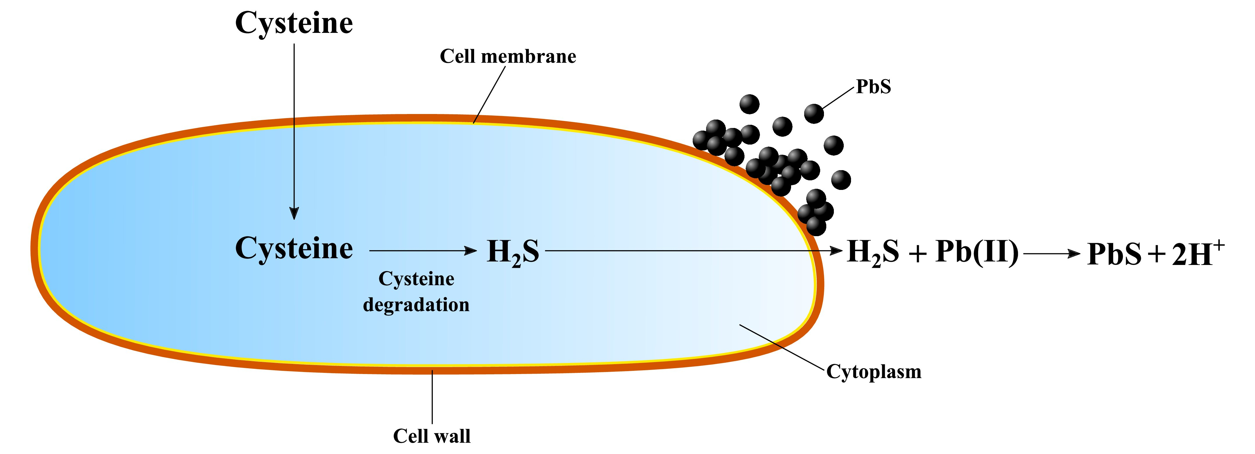 Lead (Pb) – Geomicrobiology