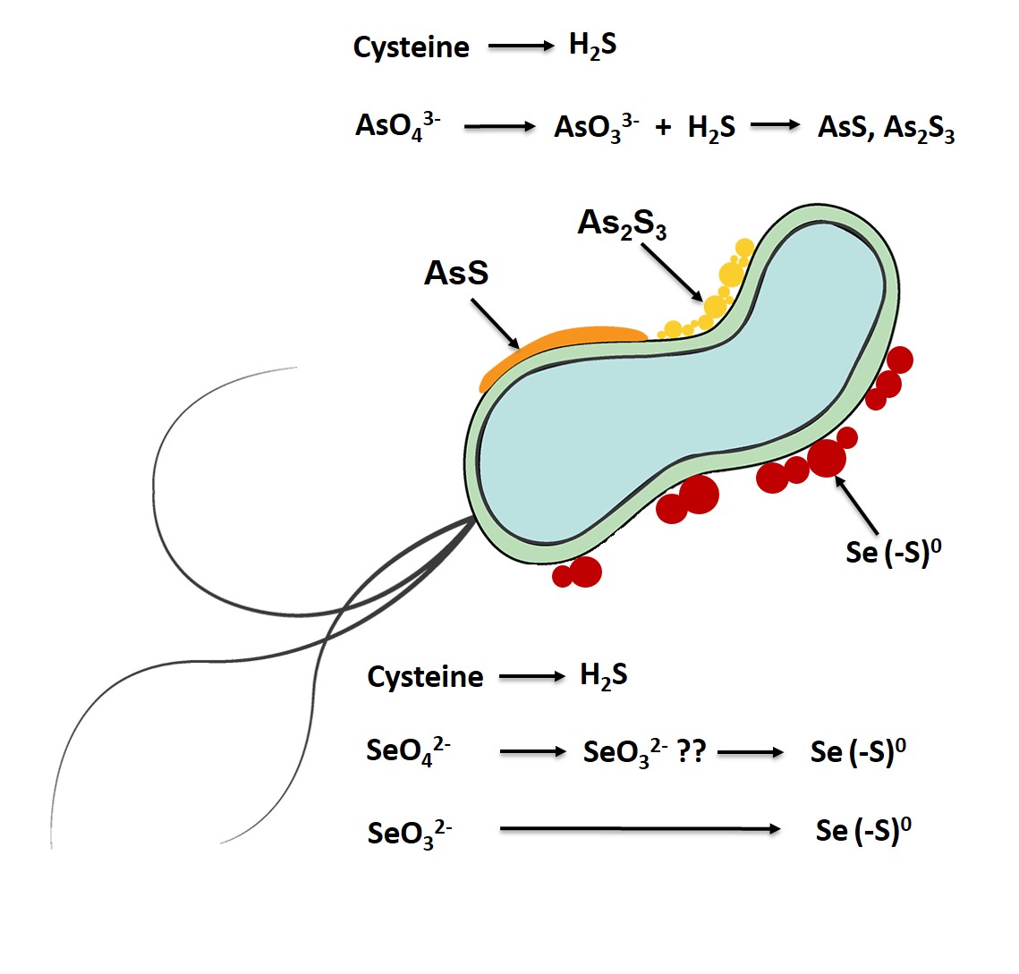 Selenium (Se) and Arsenic (As) – Geomicrobiology